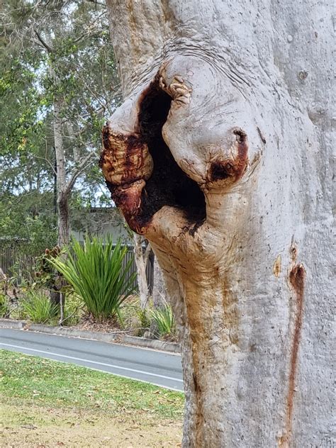 Pee Pee Tree R Mildlypenis
