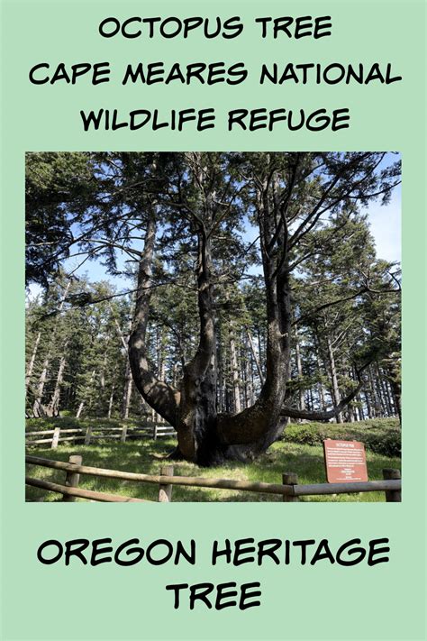 Octopus Tree An Oregon Heritage Tree