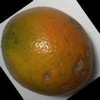 Orange Disease Detection Object Detection Dataset And Pre Trained Model By Aravind Ellapu