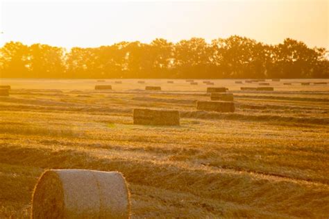 Premium Photo Round And Square Bales Of Pressed Dry Wheat Straw On