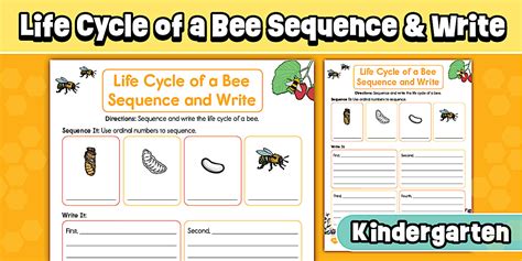 Life Cycle Of A Bee Sequence And Write Worksheet