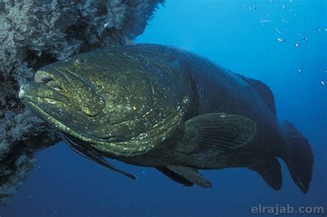 14 Jenis Ikan Kerapu Termahal Dan Nominal Harganya