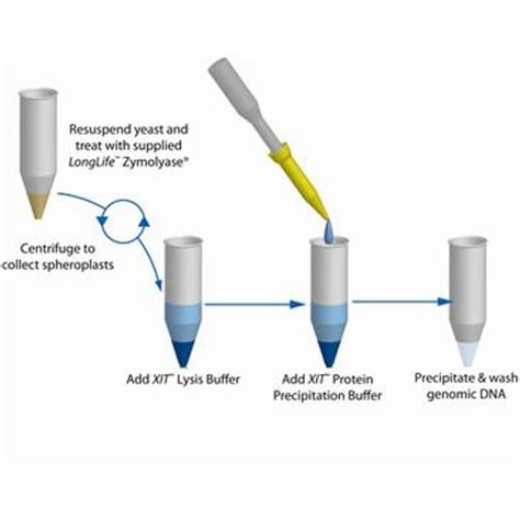 Lysis Buffer Recipe For Dna Extraction
