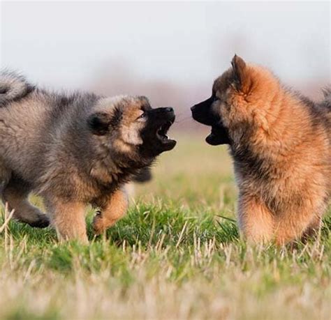 Guide On Types Of Dog Aggression Airmac