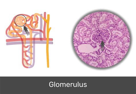 Renal Cortex Histology And Labeled Diagram Getbodysmart
