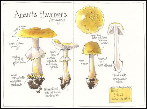 Mushroom Time Drawn In