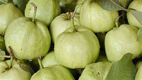 Taiwan Pink Guava Santhi Online Plants Nursery