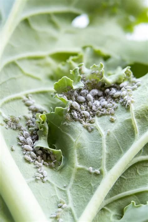 How To Get Rid Of Aphids On Tomato Plants Keep Tomatoes Safe