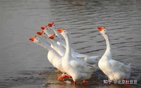 快乐读书吧咏鹅7岁小神童写出了1000多岁的诗 知乎