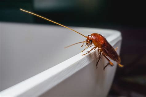 5 Common Bugs Found In Homes In Northern California