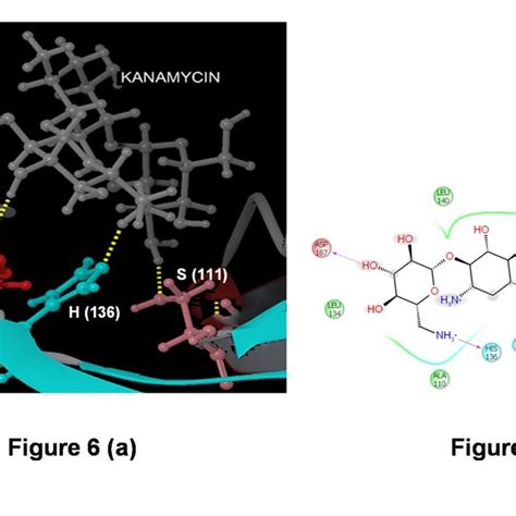 Showing Errat Structural Quality Factor Of The Modeled Structure Of Download Scientific Diagram