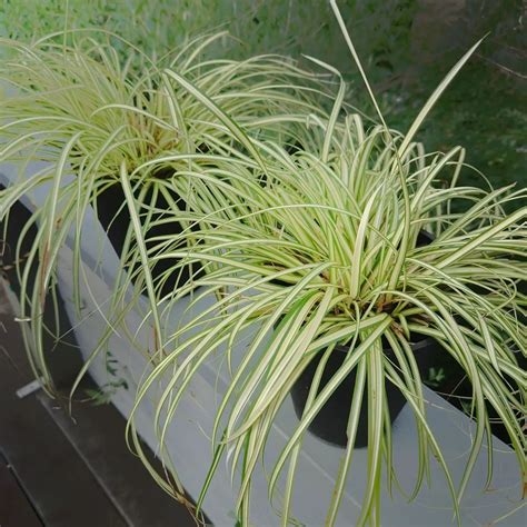 Plant Faqs Carex Oshimensis Japanese Sedge