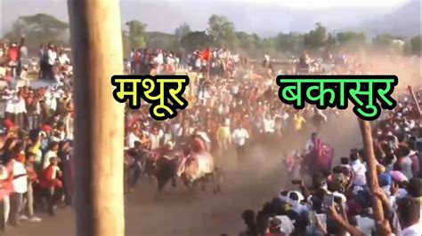 मथूर १००१ And मेहबूब Vs बकासुर And बदल मथूर मेहबूब विन🔥🐂 Youtube