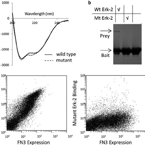 Yeast Surface Display Methods Protocols And Applications