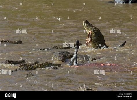 Nile Crocodile Crocodylus Niloticus Hungry Adults Finishing Off Zebra