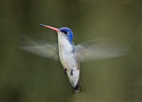Violet Crowned Hummingbird Alchetron The Free Social Encyclopedia