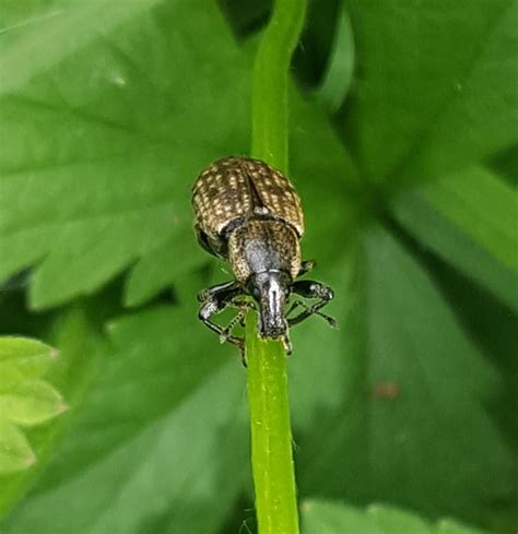 Just Found This Sub Heres A Few Weavil Pics I Took In The Past R Weeviltime