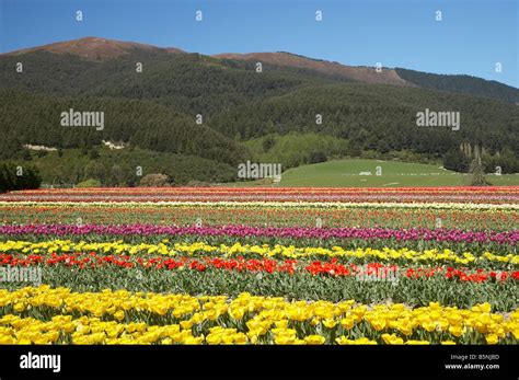 Tulip Fields Near Tapanui West Otago South Island New Zealand Stock