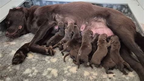 Chunky Show Type Chocolate Lab Pups For Sale In Colchester Essex