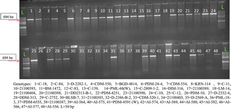 Inbred Strains Plos One