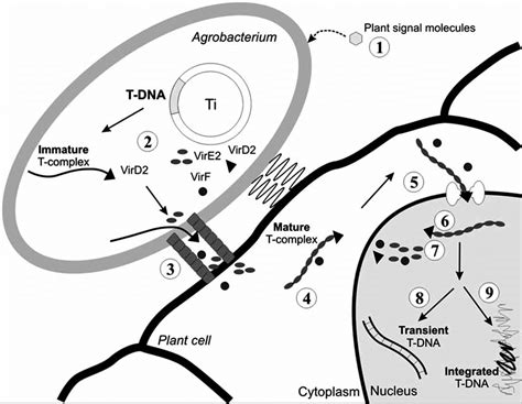 Selected Stages Of Agrobacterium Mediated Genetic Transformation Step
