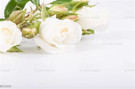 화이트로 사 꽃 클로즈업 매크로입니다 봄 여름 국경 템플릿 꽃 배경 인사말 및 축 하 카드입니다 3월에 대한 스톡 사진 및 기타