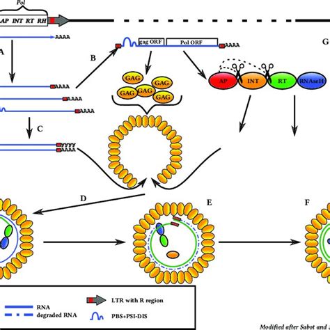 2 The Life Cycle Of A Ltr Retrotransposon Explained With A Copia