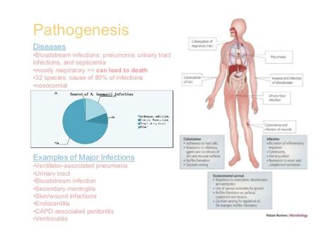 Acinetobacter Infection In Humans Gshxpq