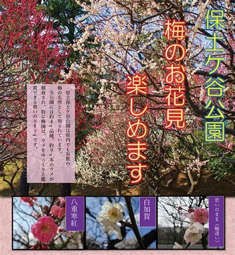 2023年梅の花見を楽しむ横浜市の保土ケ谷公園で1月下旬から見ごろに 神奈川東京多摩のご近所情報 レアリア