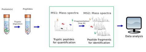 Mass Spectrometry Used For Protein Identification At Erin Mackenzie Blog