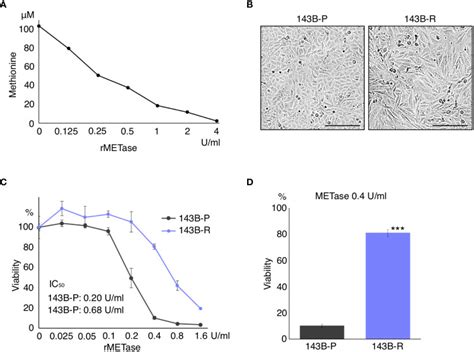 Reversion Of Methionine Addiction Of Osteosarcoma Cells To Methionine Independence Results In