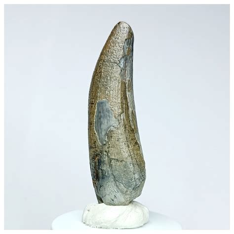 Fossil Tooth Beautiful Suchomimus Tenerensis Dinosaur Tooth Lower