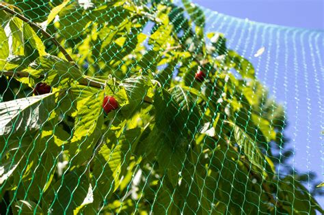Orchard Bird Netting And Wildlife Control —