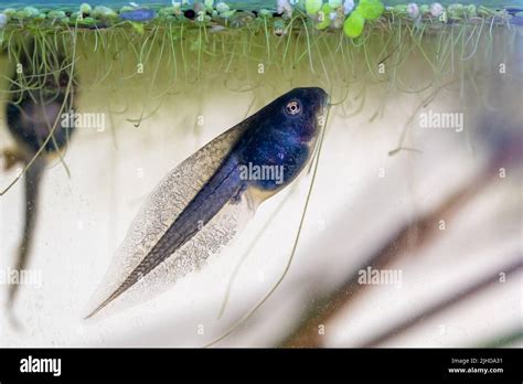 Issaquah Wa Usa Pacific Tree Frog Tadpoles With Hind Legs Eating