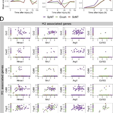 The Time Course Of Drg Macrophage Responses To Peripheral Nerve