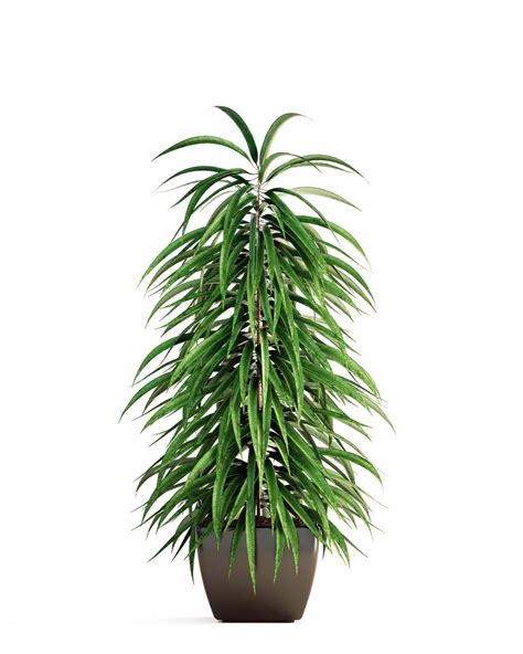 A Foolproof Guide To Ficus Alii Plant Care Garden Betty