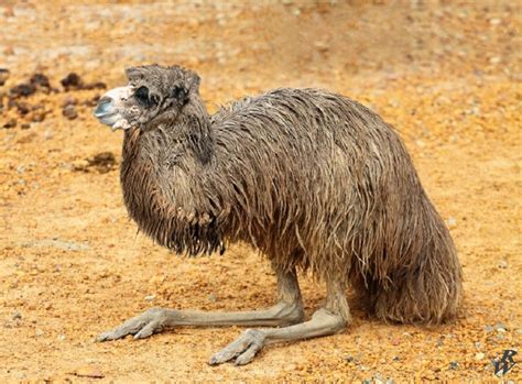 Cemel By Dwarf4r On Deviantart