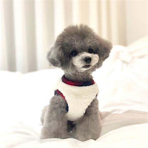 강이지수면조끼 강아지할머니조끼 강아지실내복