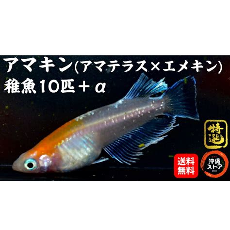 【楽天市場】メダカ アマキンメダカアマテラス×エメキンめだか稚魚10匹＋αメダカ 販売 生体 送料無料 ラメメダカ ラメ めだか 稚魚