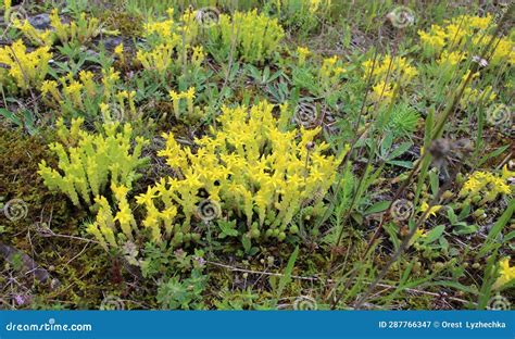Stonecrop Sedum Acre Grows In The Wild Stock Image Image Of Green