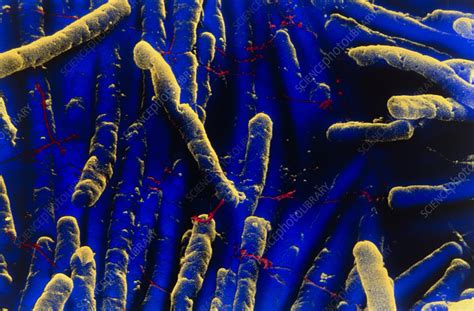 Clostridioides Difficile Bacteria Stock Image B220 0721 Science Photo Library