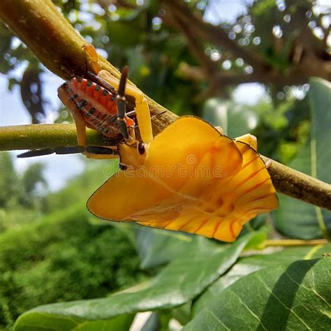 Leaf Beetle Is In The Longan Tree Stock Image Image Of Small Leaf