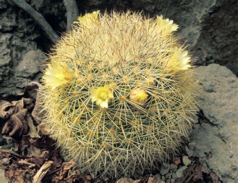 katalog Mammillaria