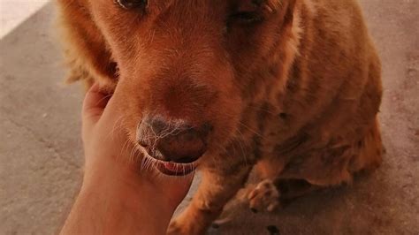 Bobi Si Anjing Tertua Di Dunia Mati Di Usia 31 Tahun Lampaui Rekor