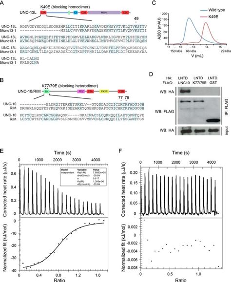 Heterodimerization Of UNC RIM Regulates Synaptic Vesicle Release Probability But Not Priming