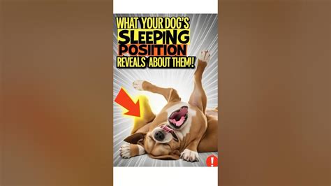 What Your Dogs Sleeping Position Reveals About Them Shorts Youtube