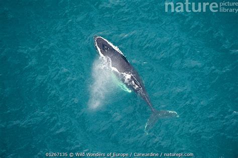 Stock photo of Aerial view of Humpback whale (Megaptera novaeangliae ...