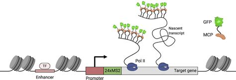 Visualization Of Transcription With The Ms2mcp Imaging System