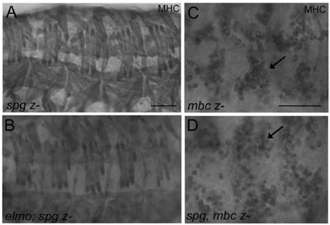 Loss Of Zygotic Spg Is Not Sufficient To Reveal Myoblast Fusion