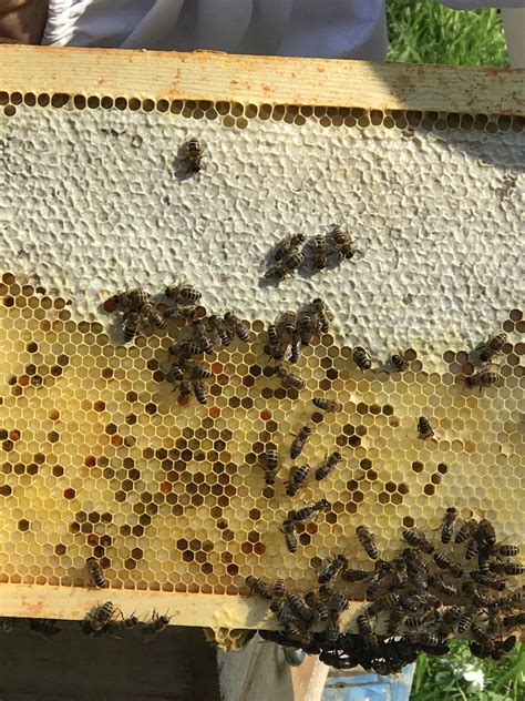 Tips For Beginner Bee Keepers Redwood Creek Farm